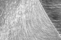 LX™–GC Hi-UV Ground Cover Fabrics | Gatti Morrison